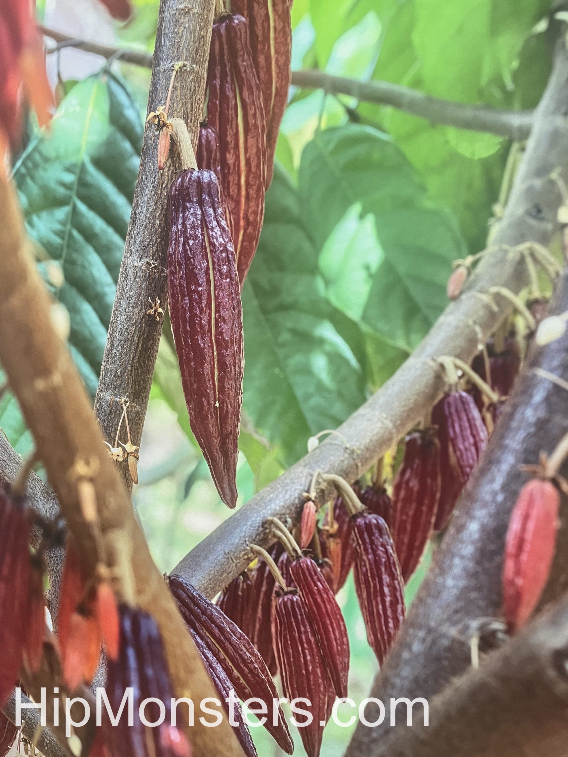 Ku'ia Estate Chocolate - Hipmonsters