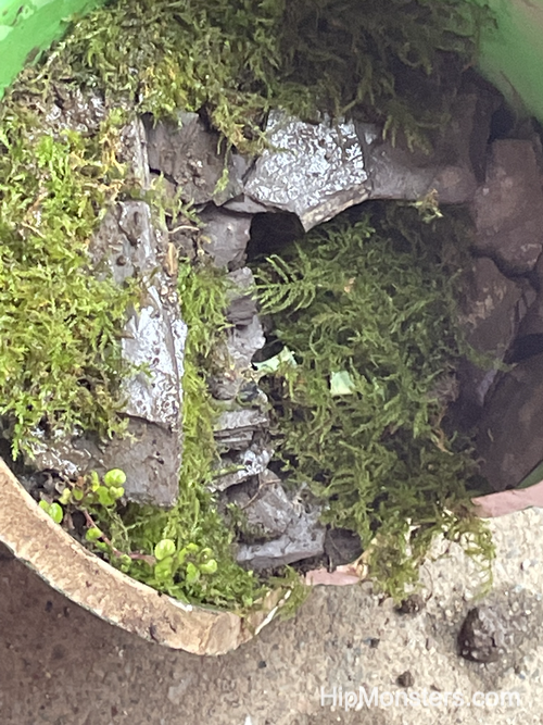 DIY Moss Terrarium - HipMonsters
